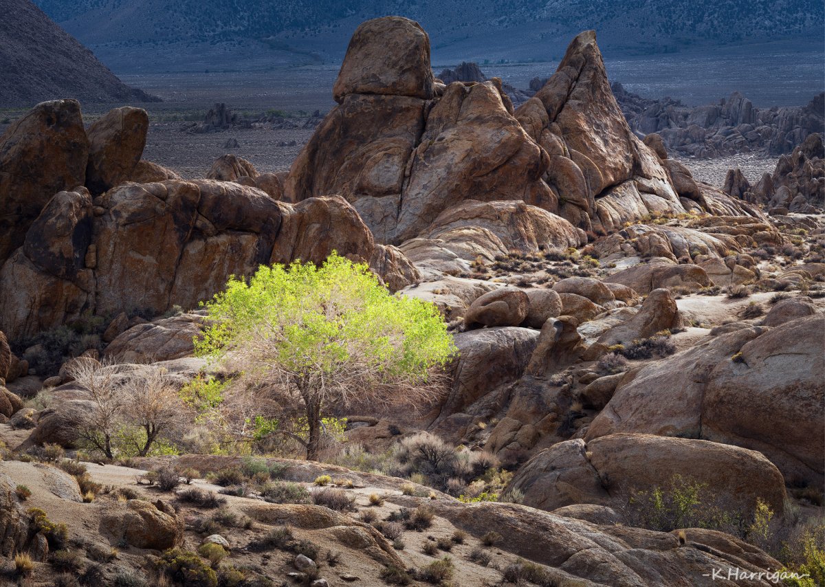 Desert Beauty | Focal World