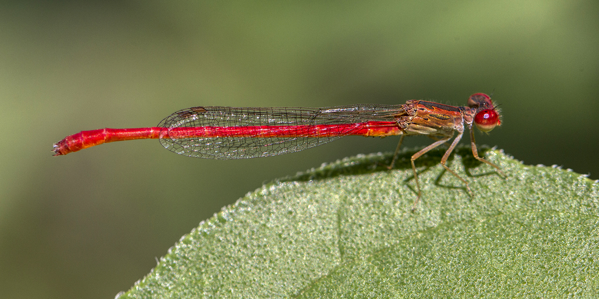Desert Firetail Damselfly | Focal World