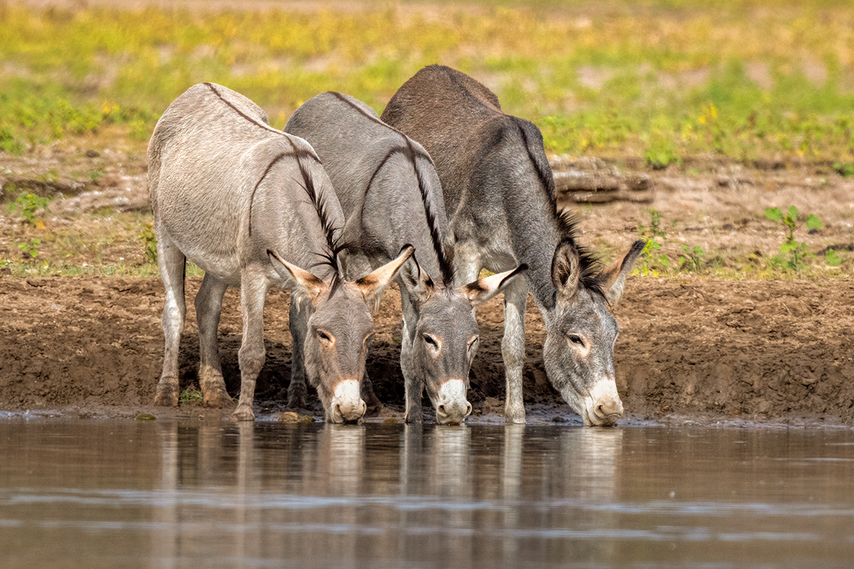 Donkeys | Focal World