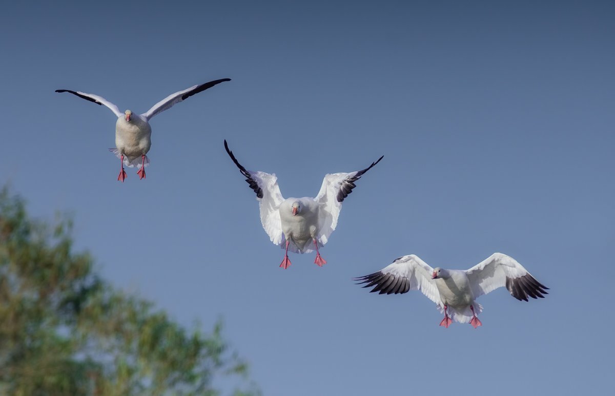 Ross' Geese | Focal World