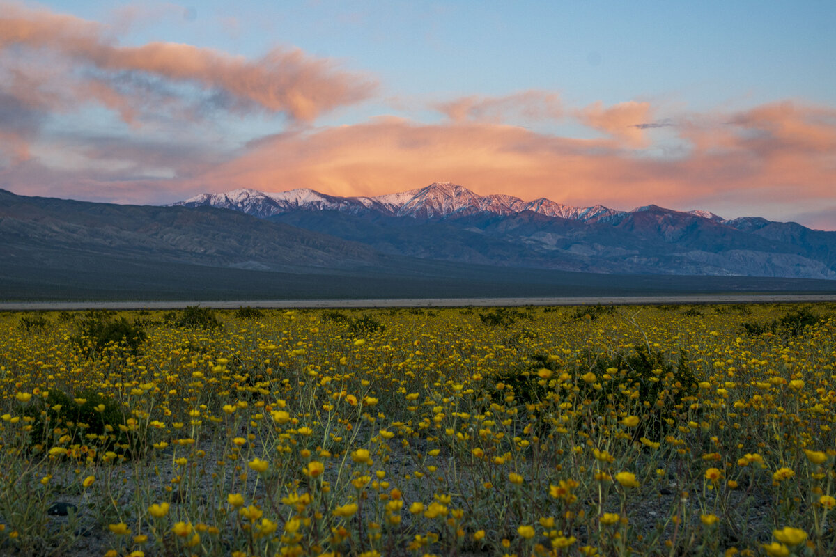 Superbloom Sunset | Focal World