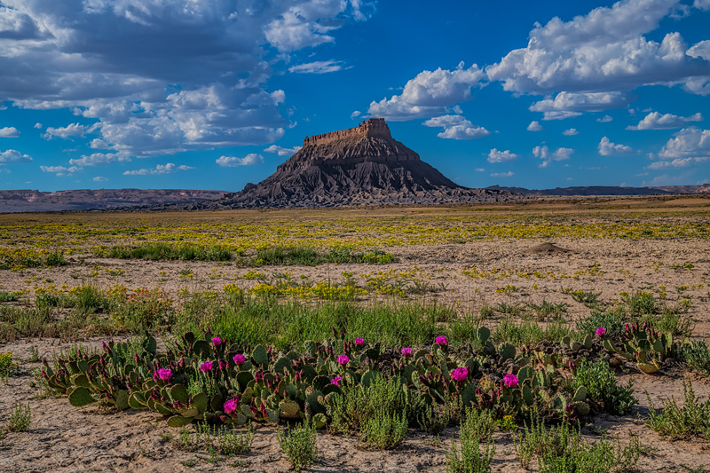 Factory Butte in Bloom | Focal World