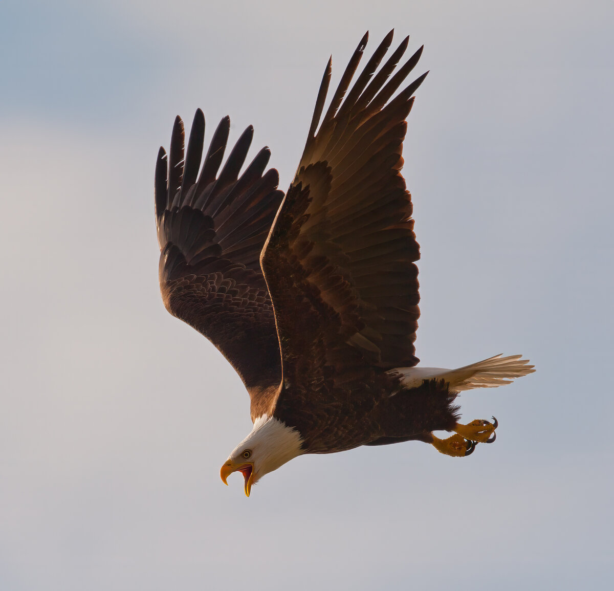 Raptors in flight | Focal World