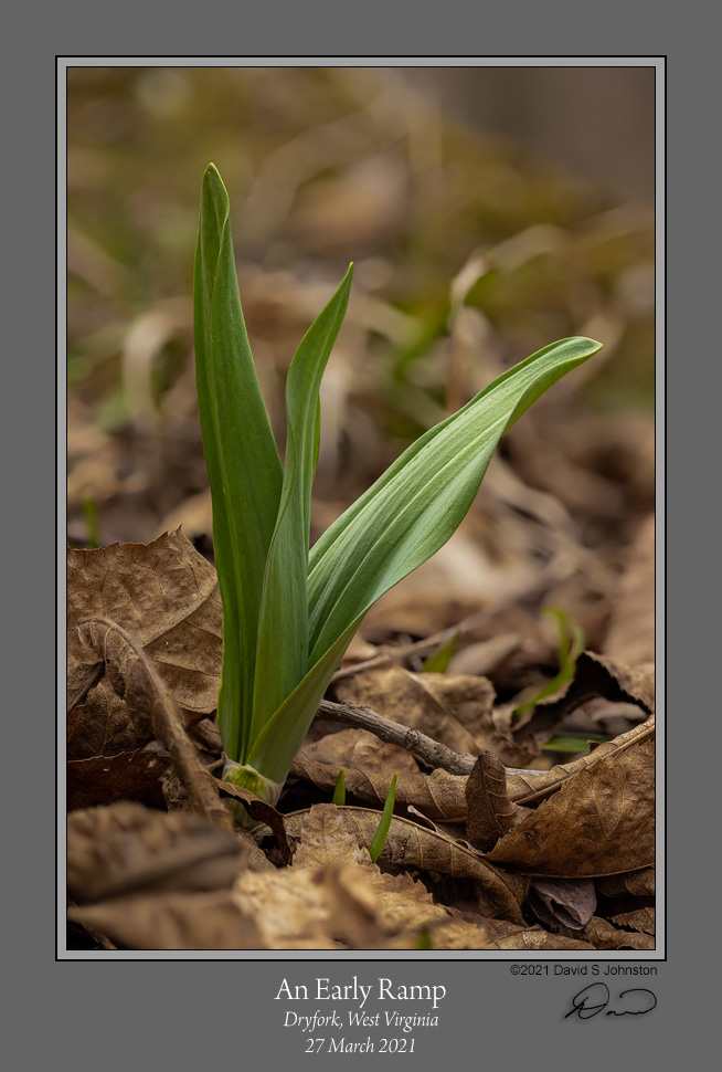 Early spring flora, West Virginia | Focal World