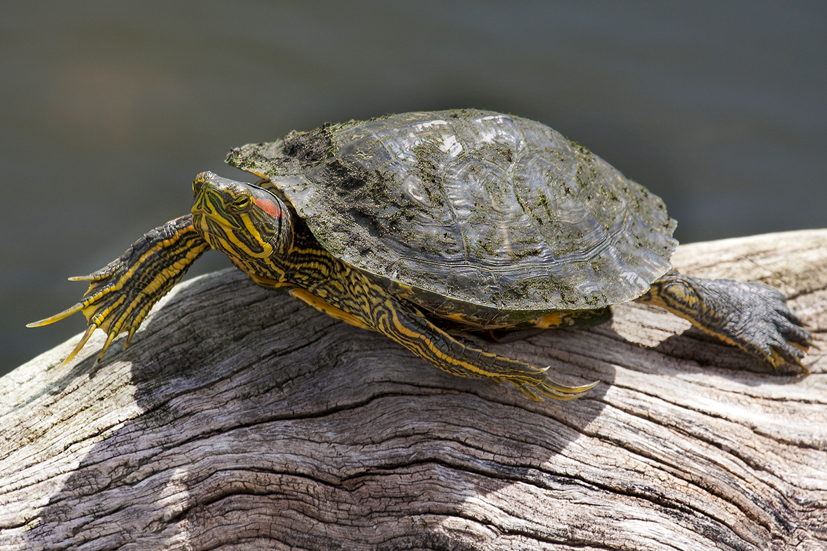 Turtles | Focal World