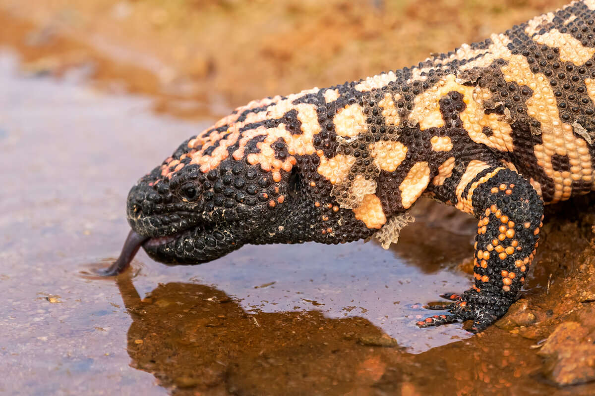 Gila Monster: Gila Monster: Beads, Burrows, and Bite | Focal World