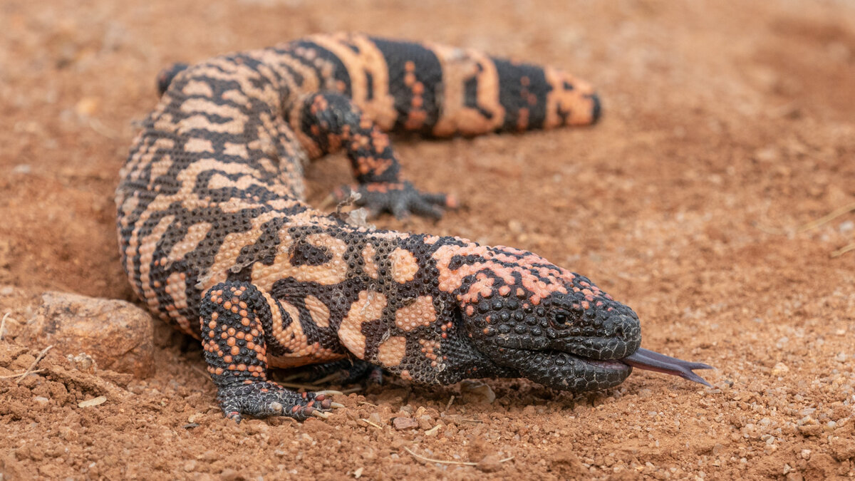 Gila Monster: Gila Monster: Beads, Burrows, and Bite | Focal World