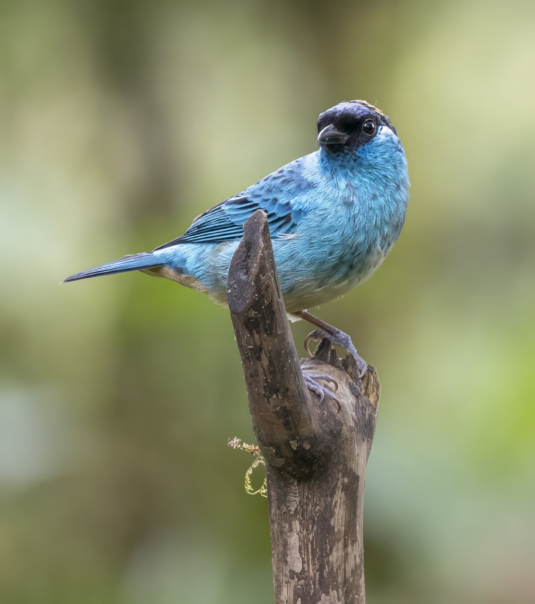 Some Tanagers of Ecuador | Focal World