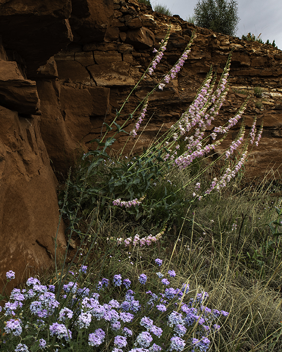 Palmer's Penstemon | Focal World