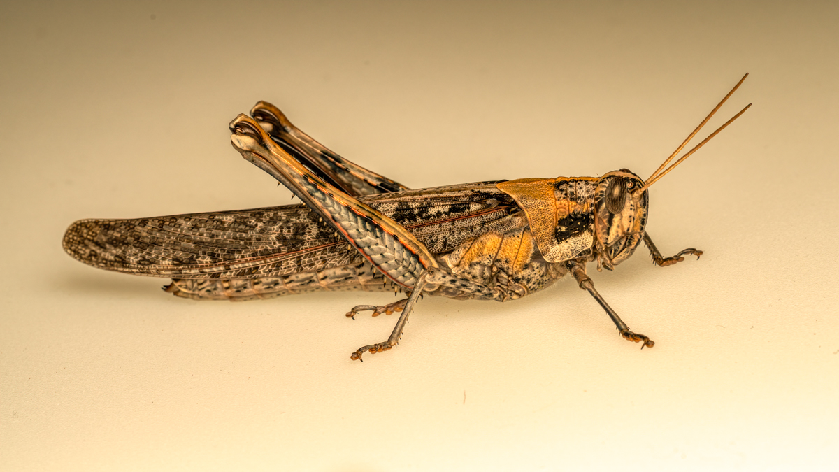 Gray Bird Grasshopper | Focal World
