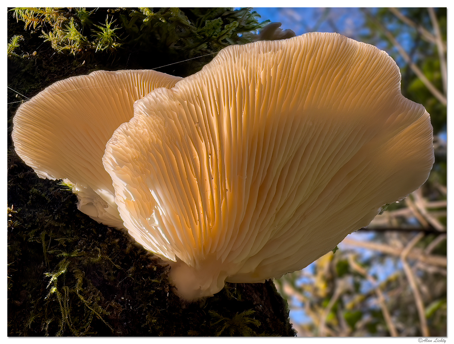 Oyster Tree | Focal World