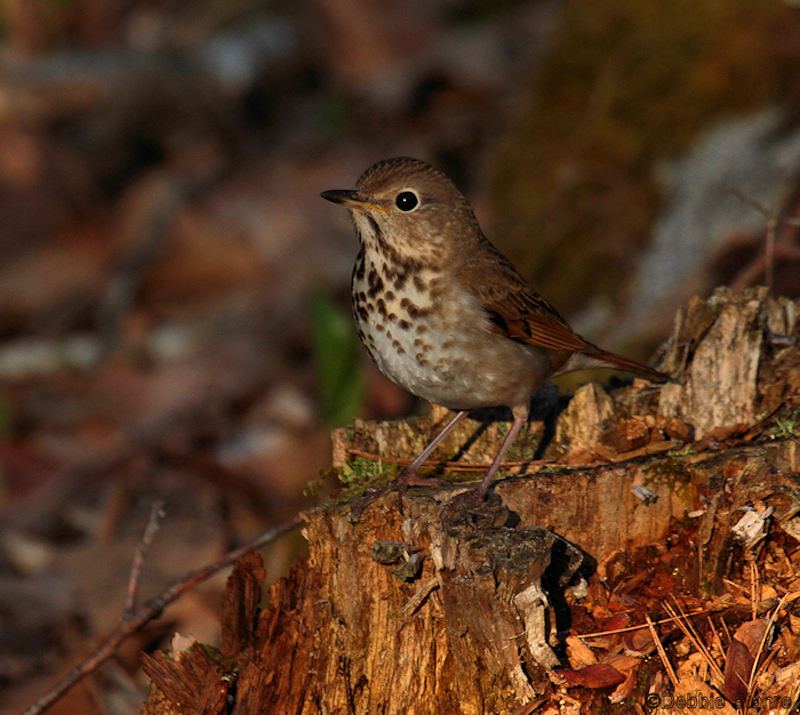 Winged Wednesday 5/12/2021 | Focal World