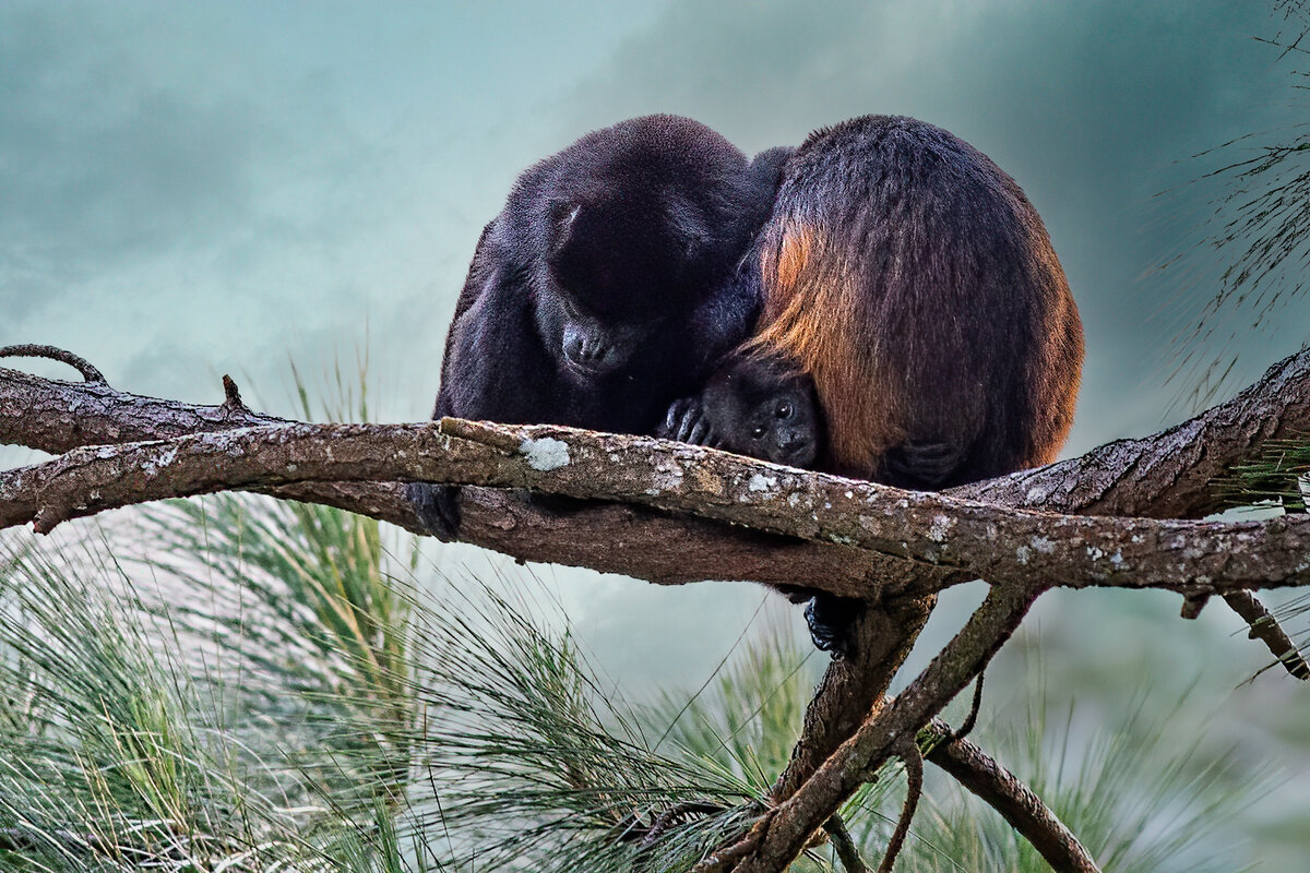 Mantled Howler Monkey (Alouatta palliata), Costa Rica | Focal World