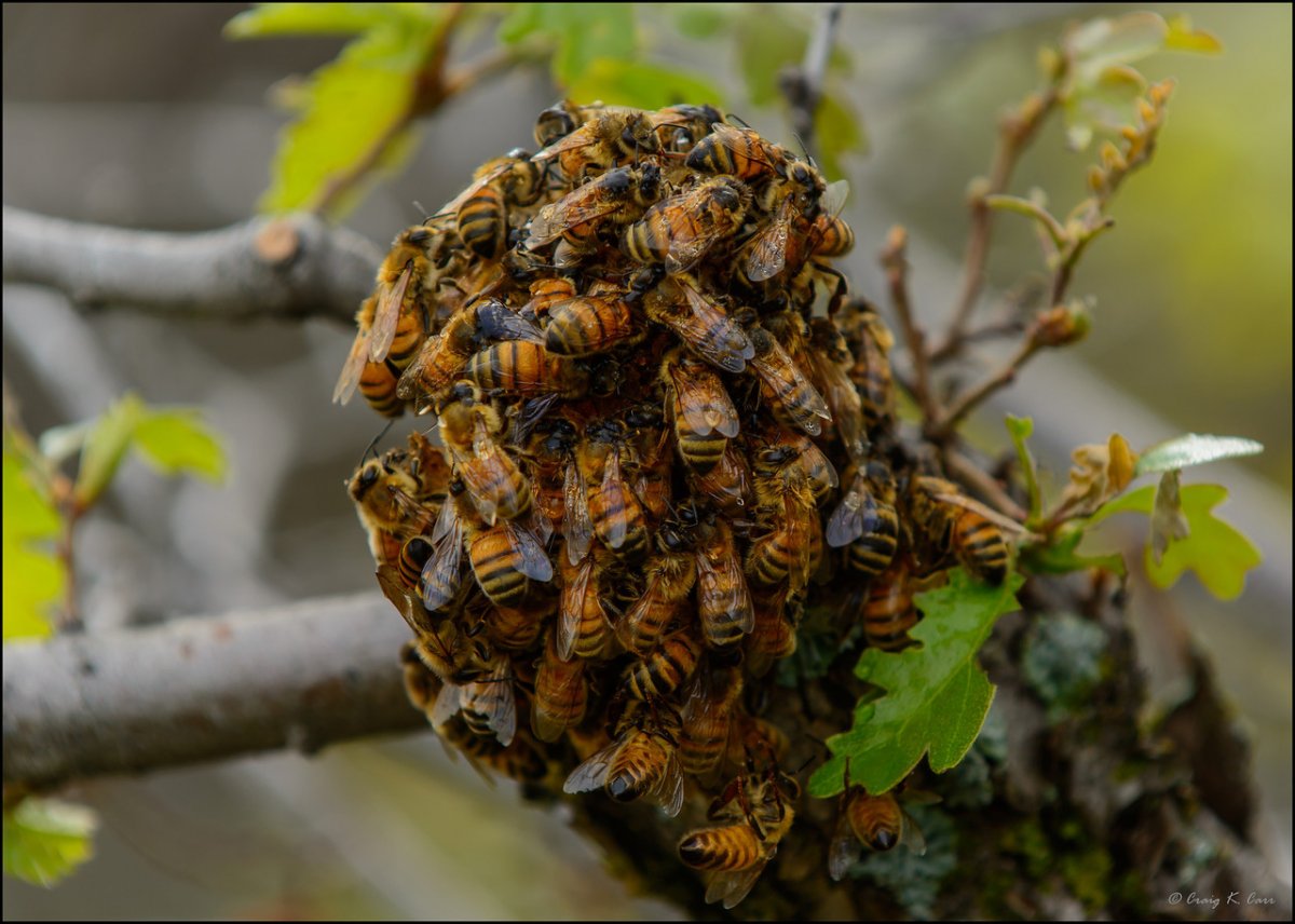Ball of Bees | Focal World