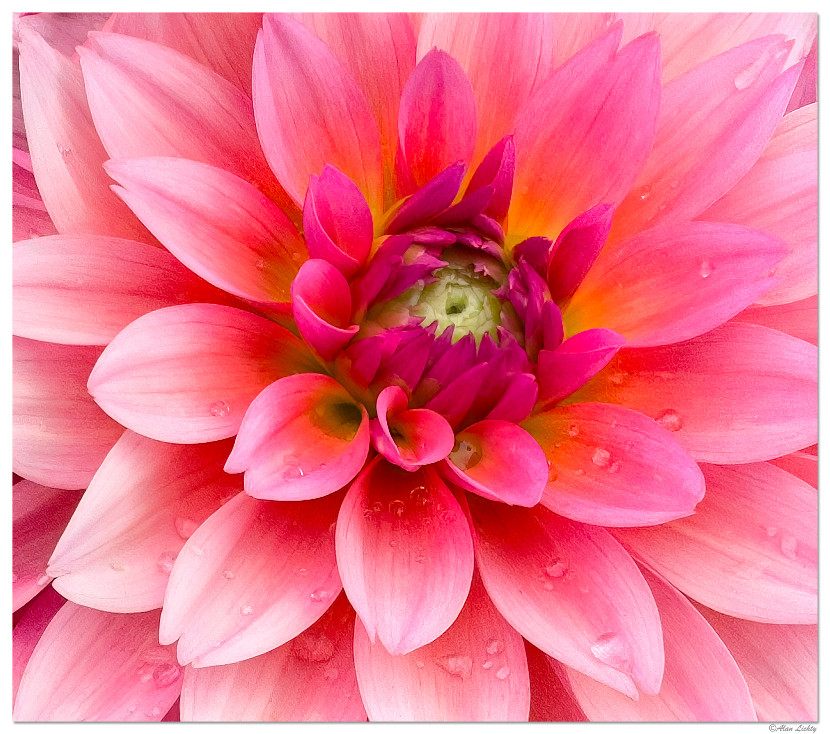 Freddy's Flowers Part 1 | Focal World