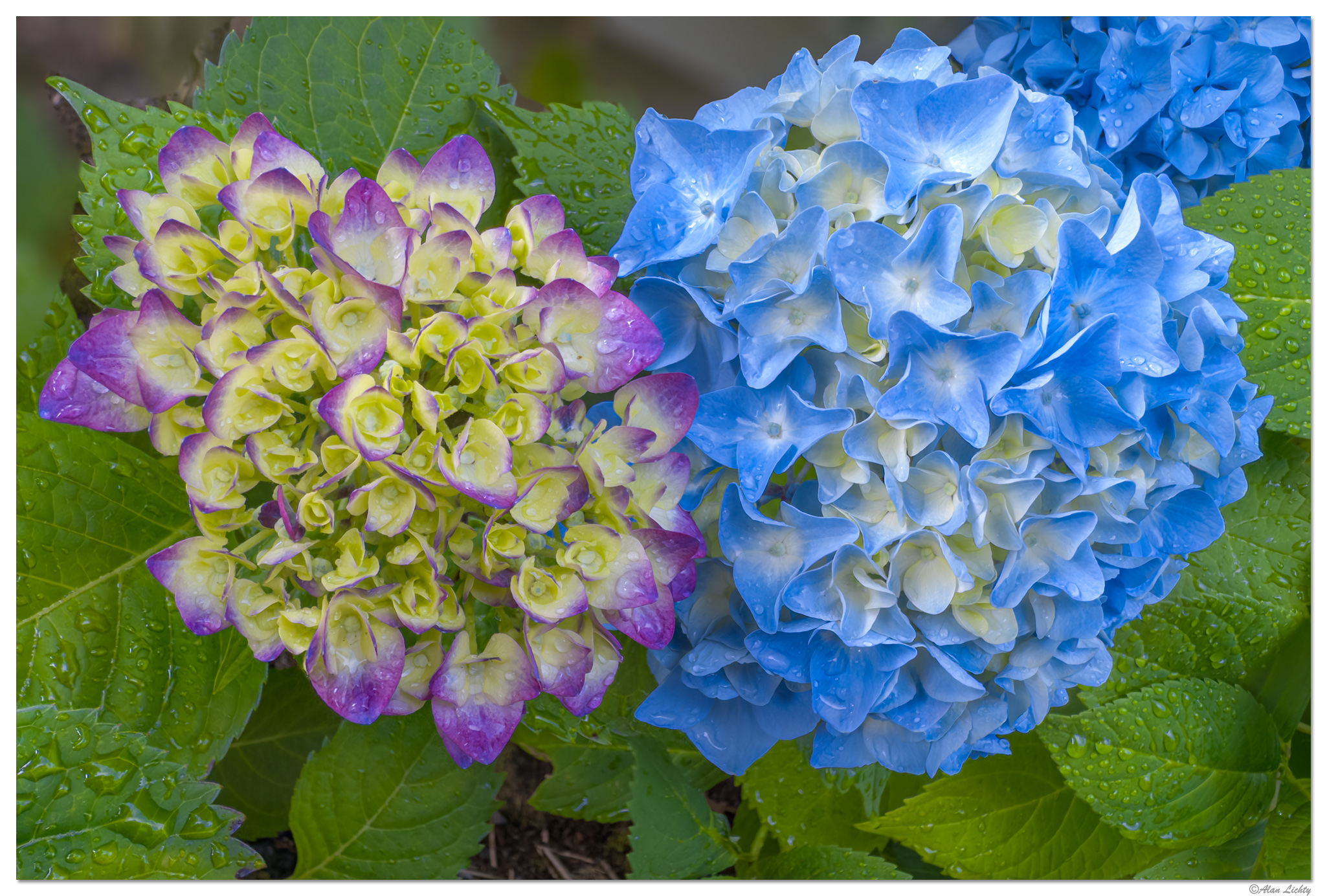 More Fun with Indigo | Focal World