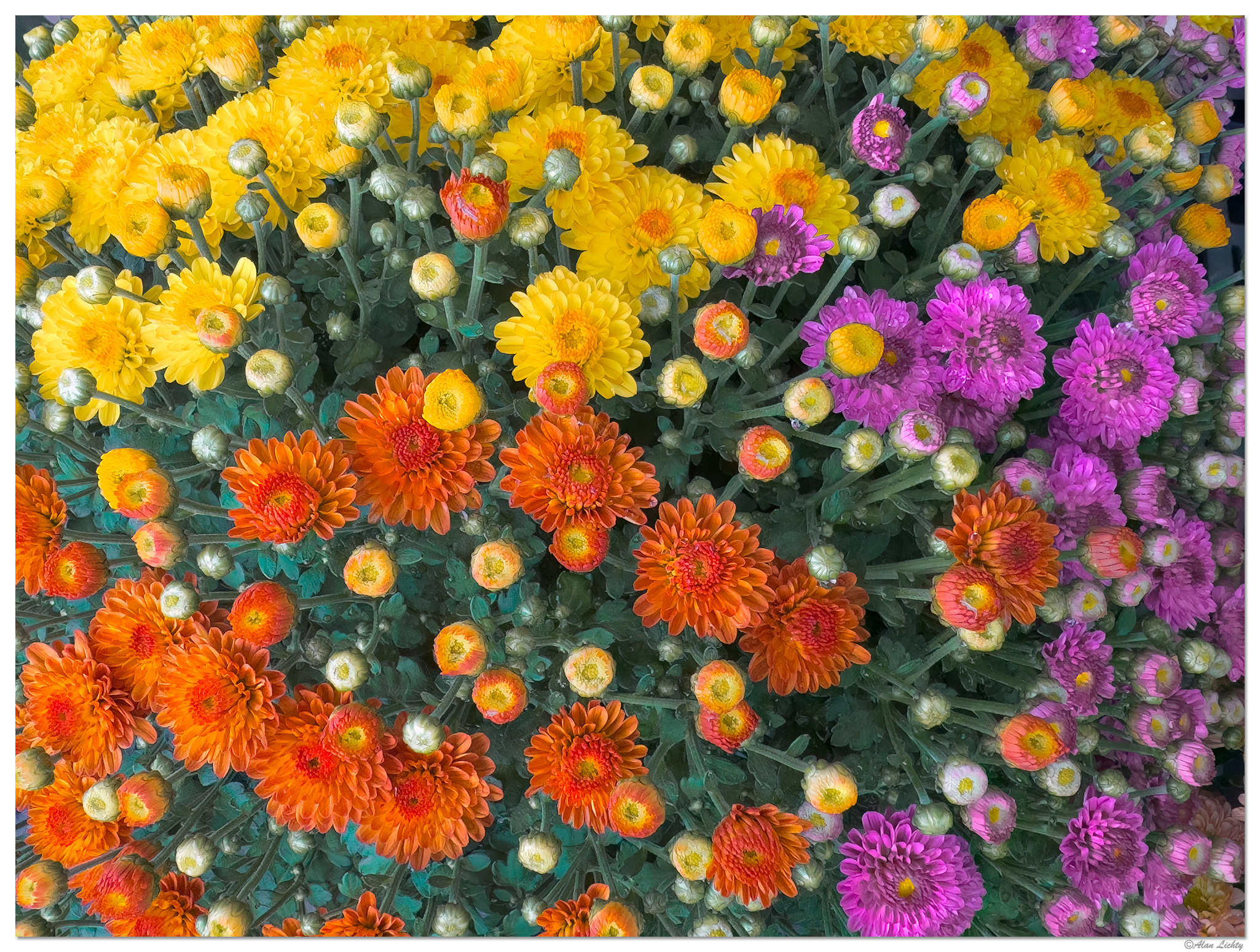 The Many Colors of Mum | Focal World