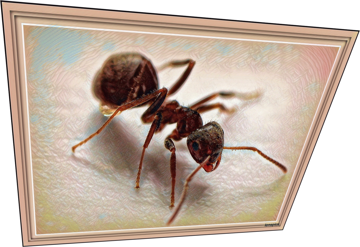 Abstract Ant | Focal World