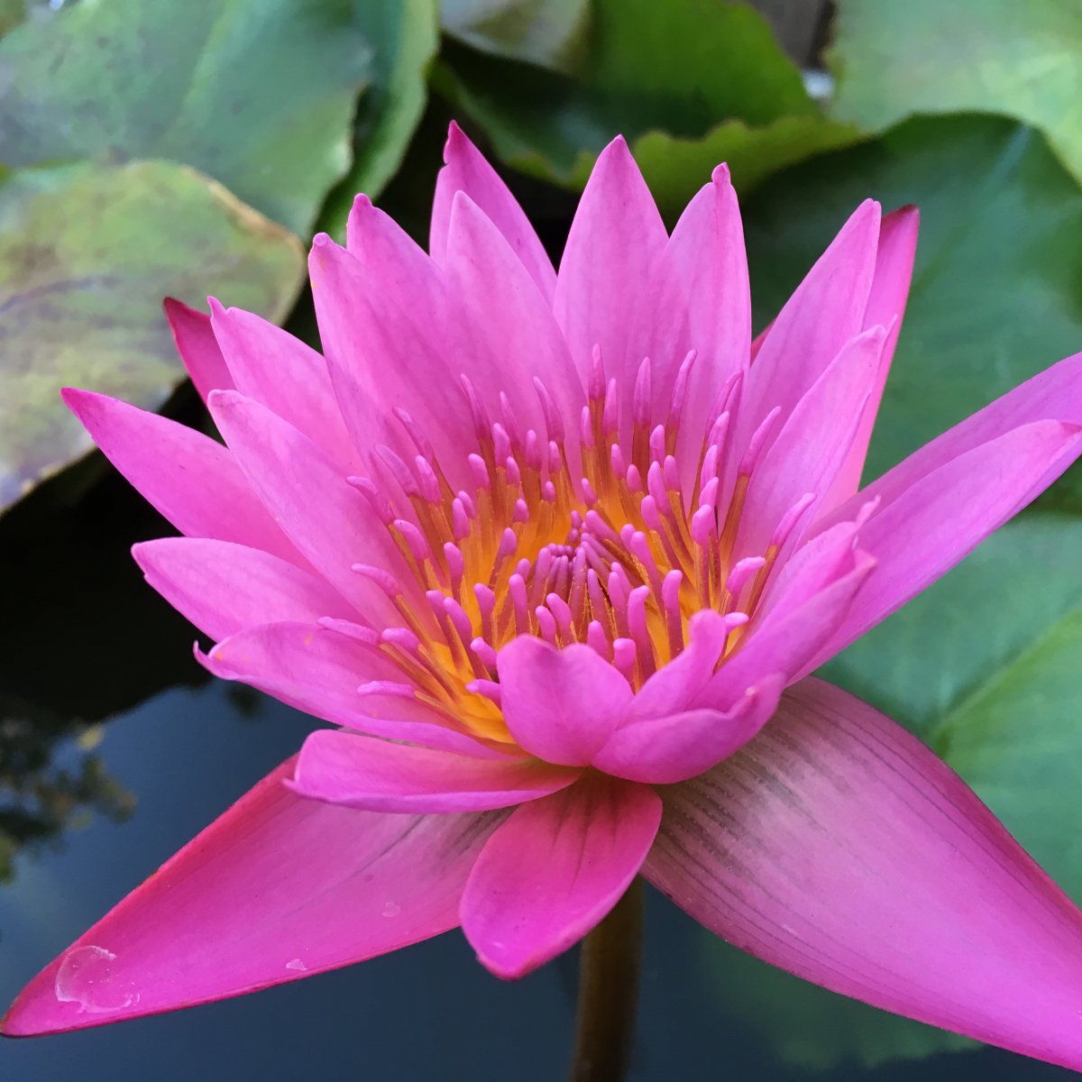 Water Lily | Focal World