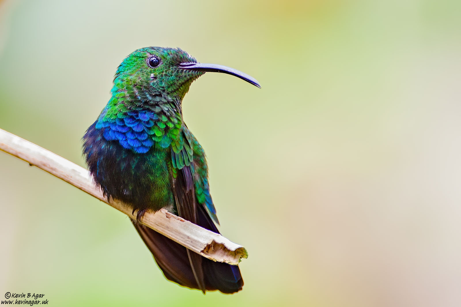 Hummingbirds | Focal World