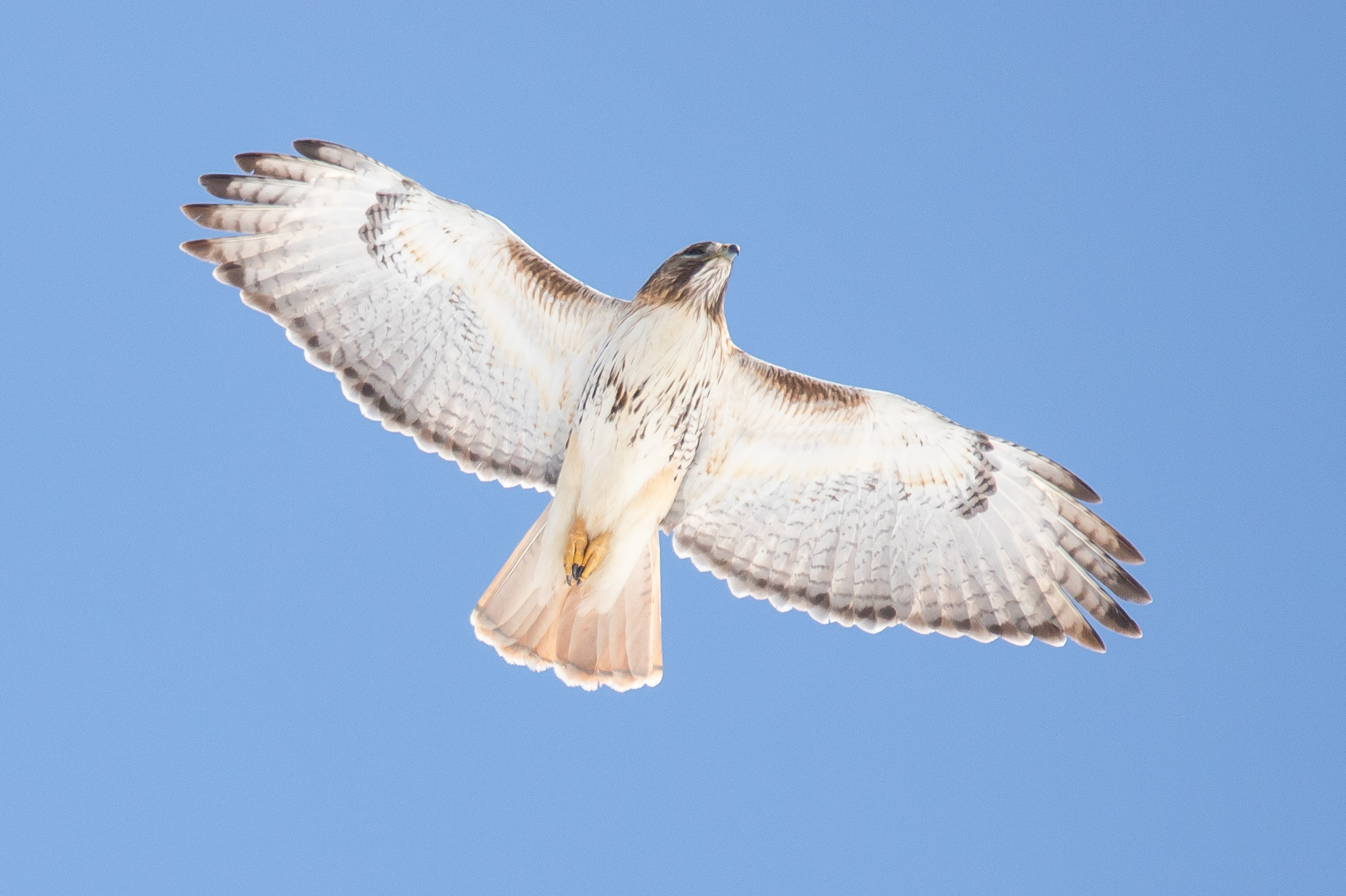 Hawk encounters | Focal World