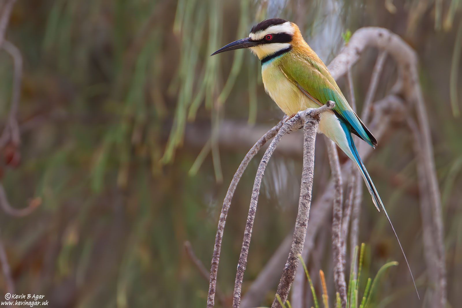 Bee-eaters | Focal World