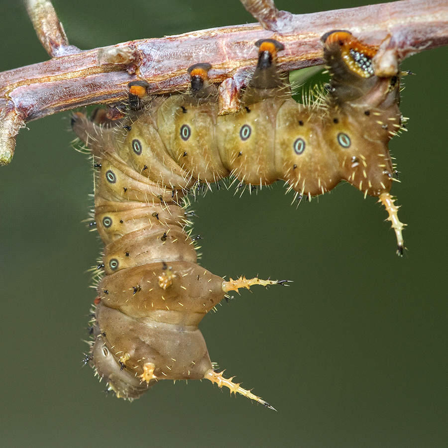 Winged Wednesday 2.28.2024 | Focal World