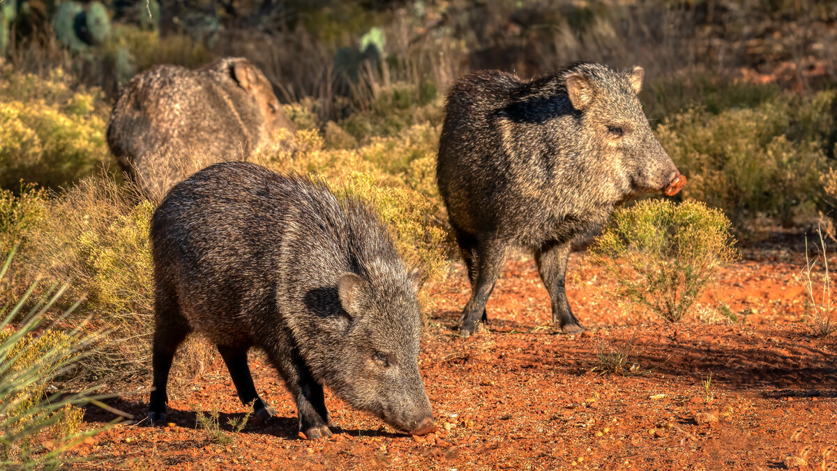Javalinas | Focal World