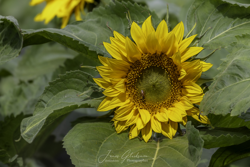 Sunflowers | Focal World