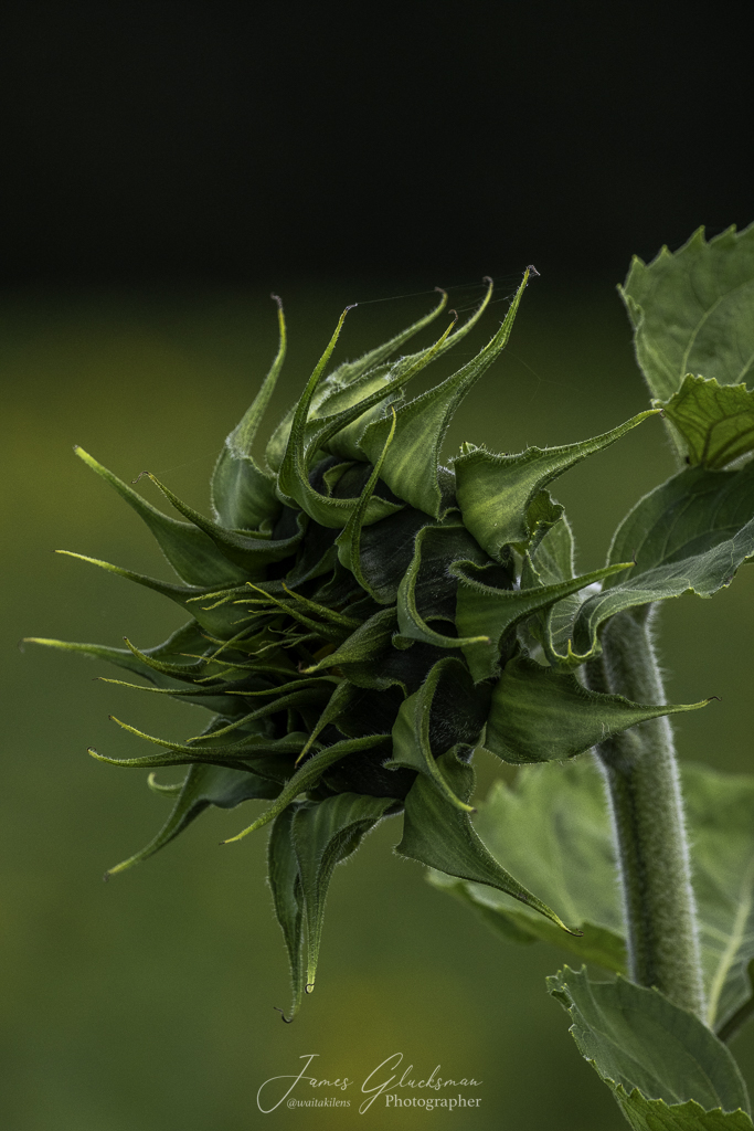 Sunflowers | Focal World