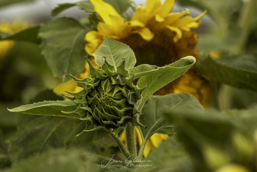 Sunflowers | Focal World