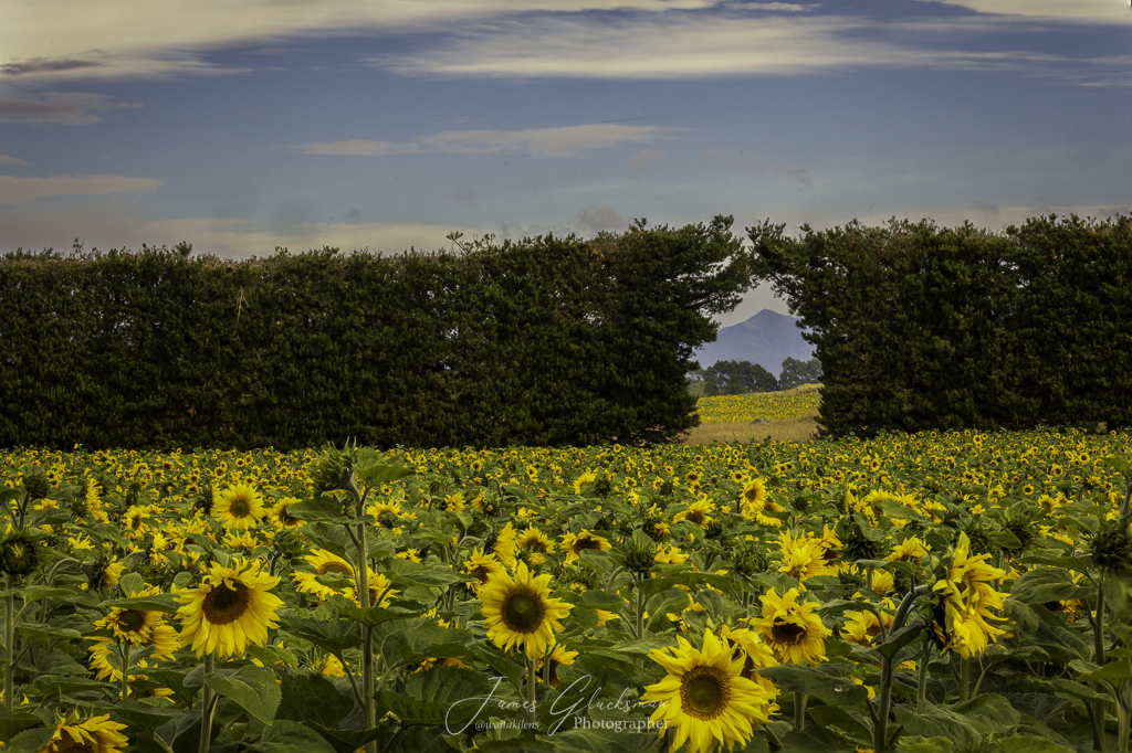 Sunflowers | Focal World