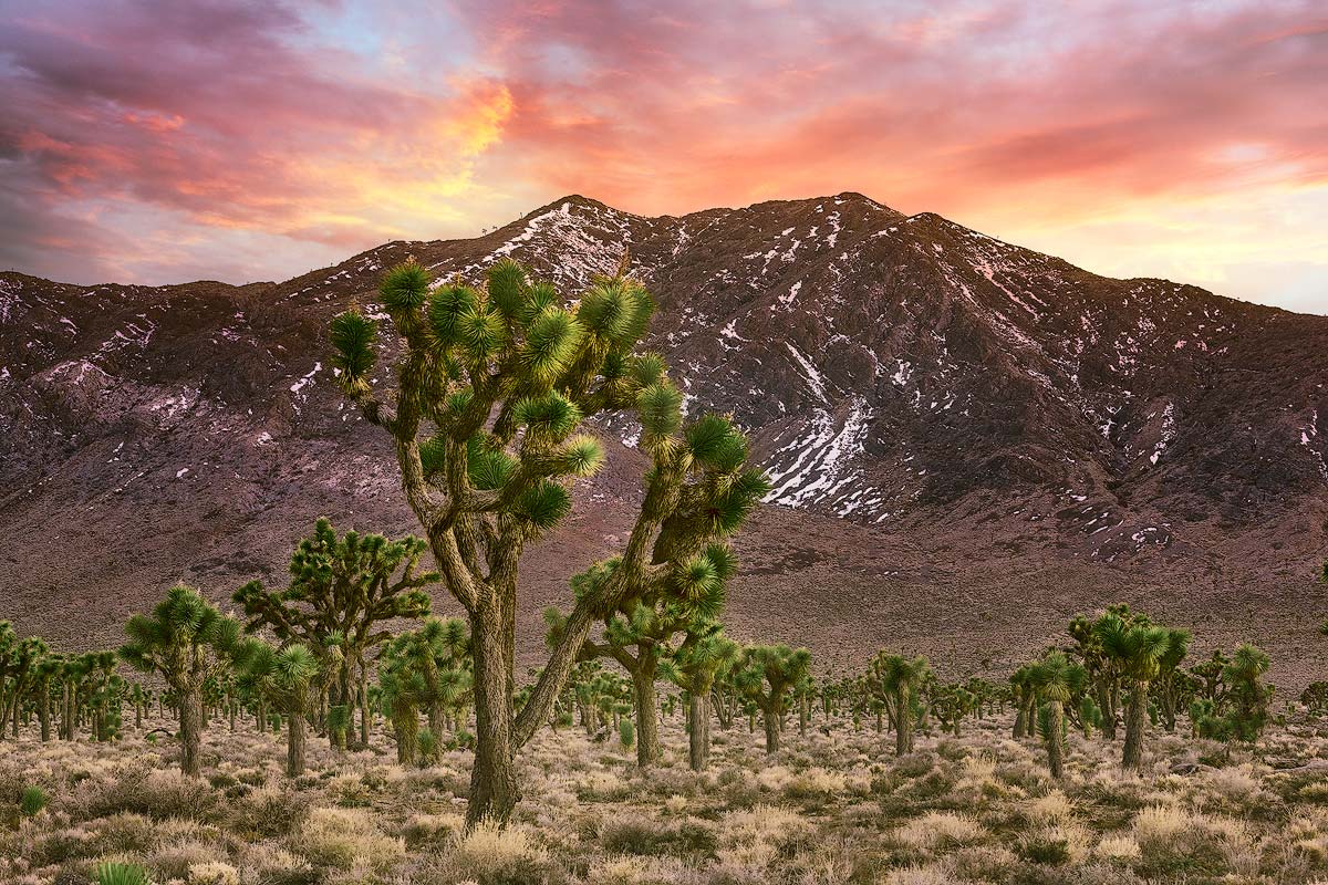 Joshua Trees Sunset | Focal World