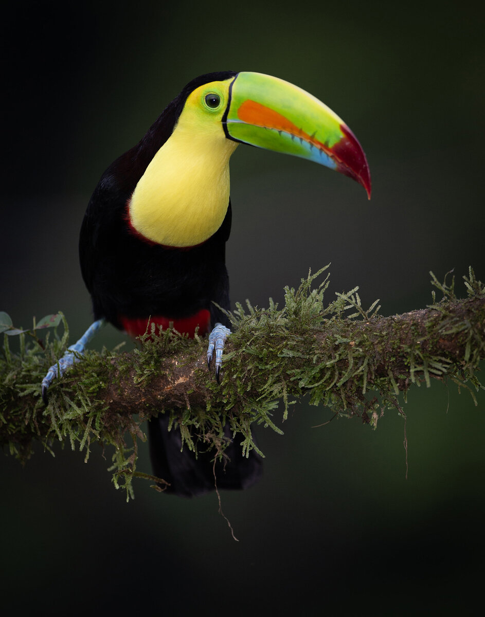 Winged Wednesday 10/28/2020 | Focal World