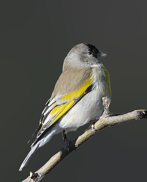 Winged Wednesday - 7/5/2023 | Focal World