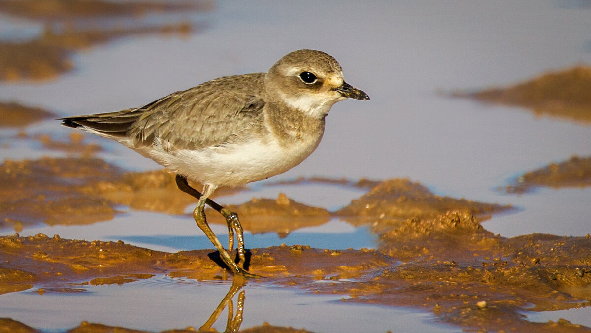 Winged Wednesday 3/31/2021 | Focal World