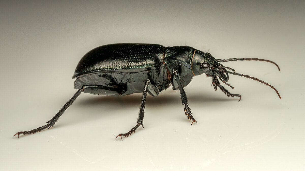 Caterpillar-hunter Beetle | Focal World