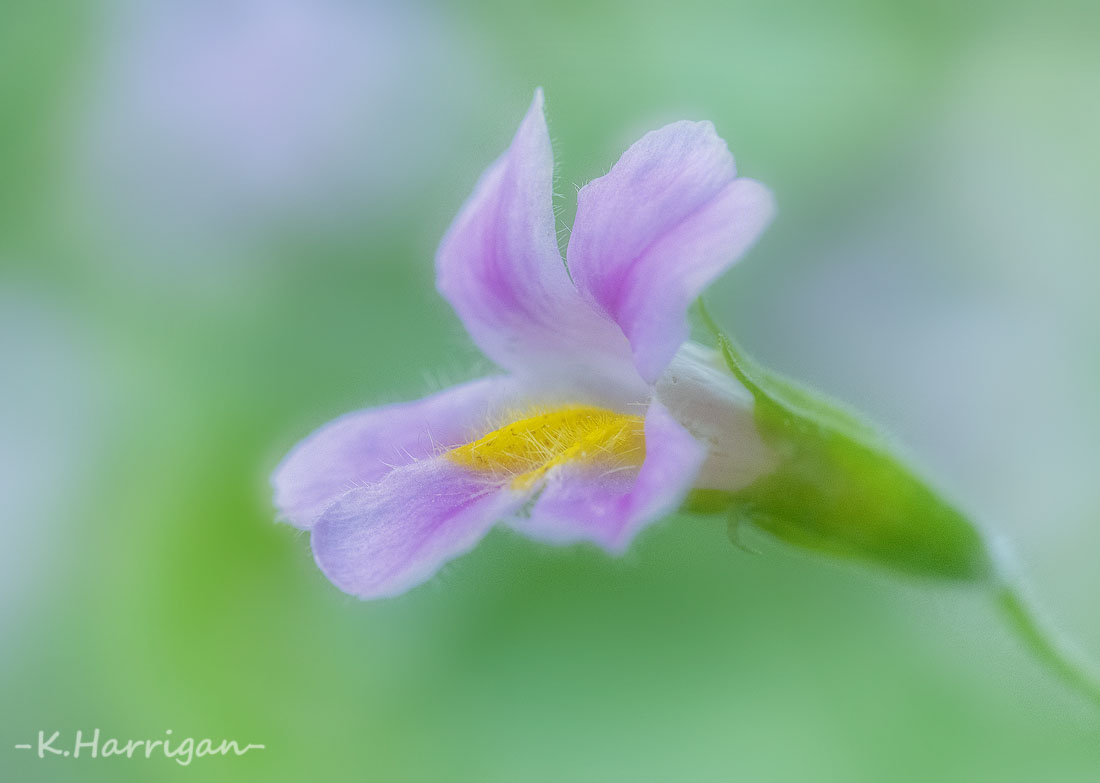 Lewis Monkeyflower | Focal World