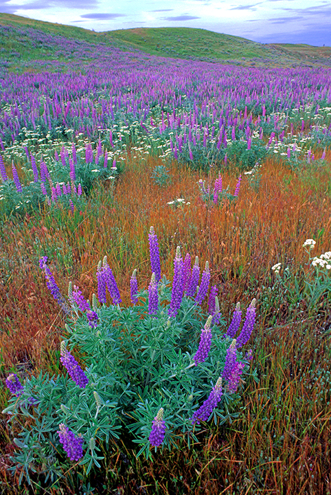 Wildflowers on the Palouse | Focal World