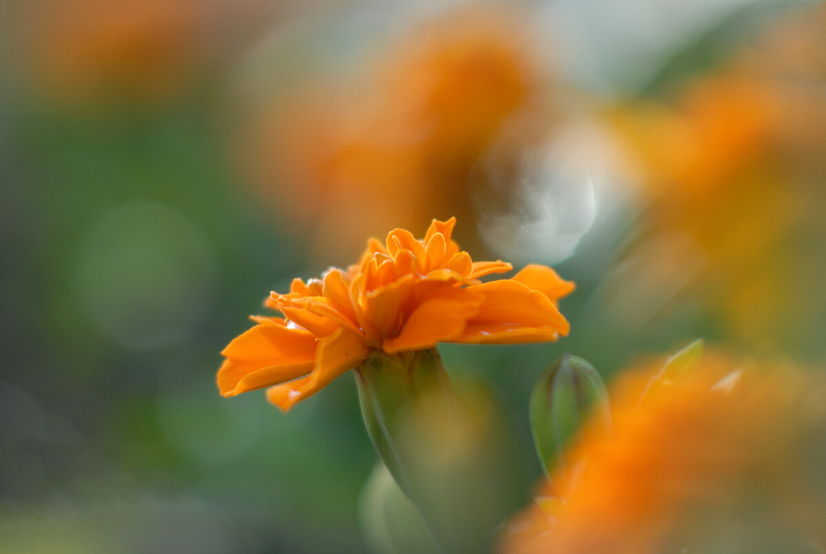 Marigold 6/1 | Focal World