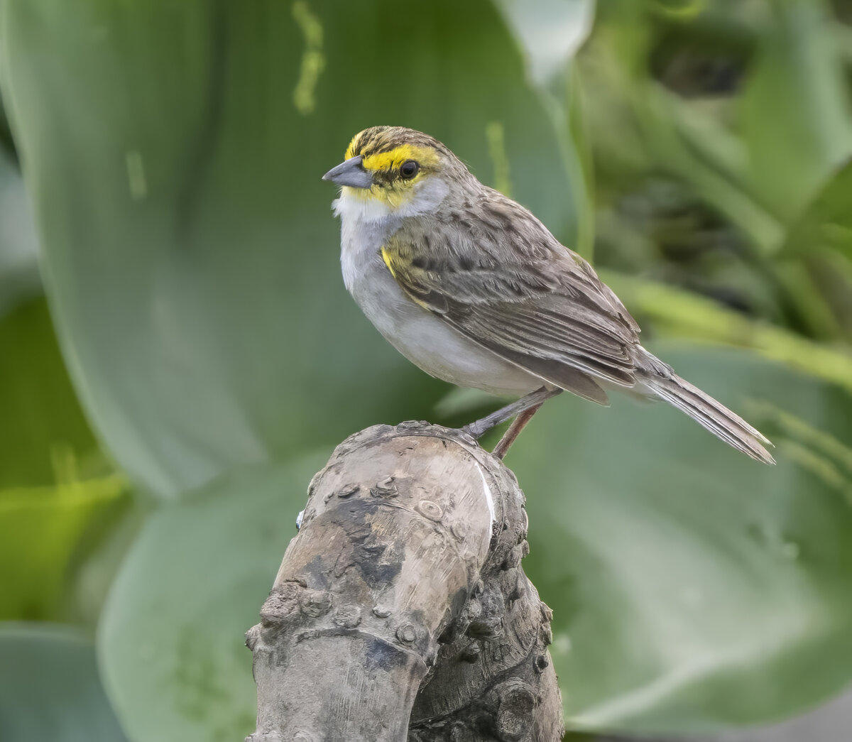 Peruvian Amazon Birds, Part 2 | Focal World