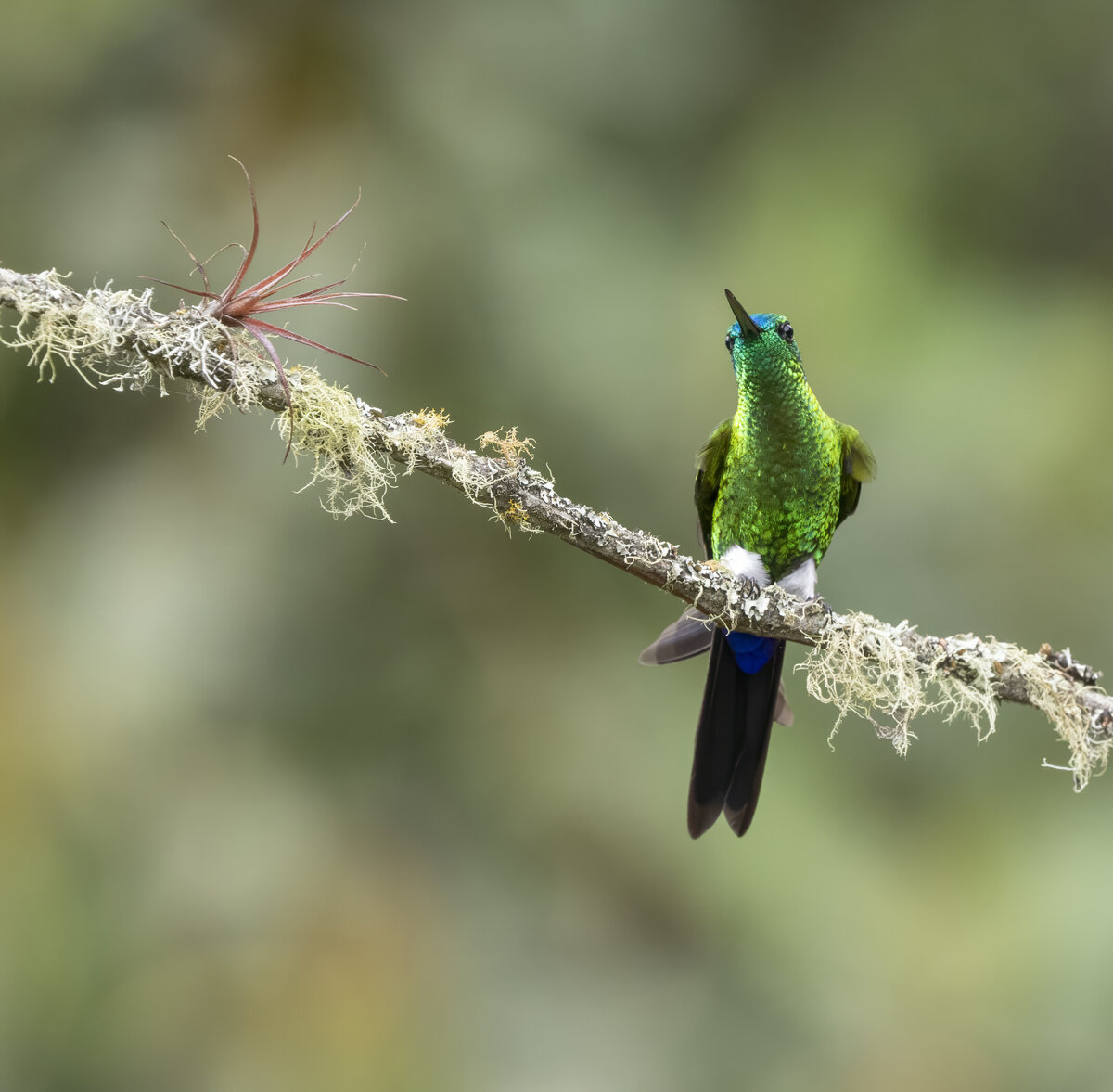 Hummingbirds of Ecuador | Focal World