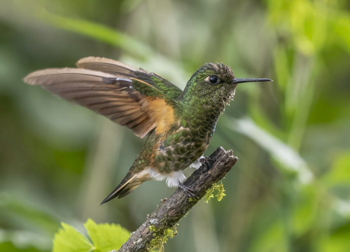 Hummingbirds of Ecuador | Focal World