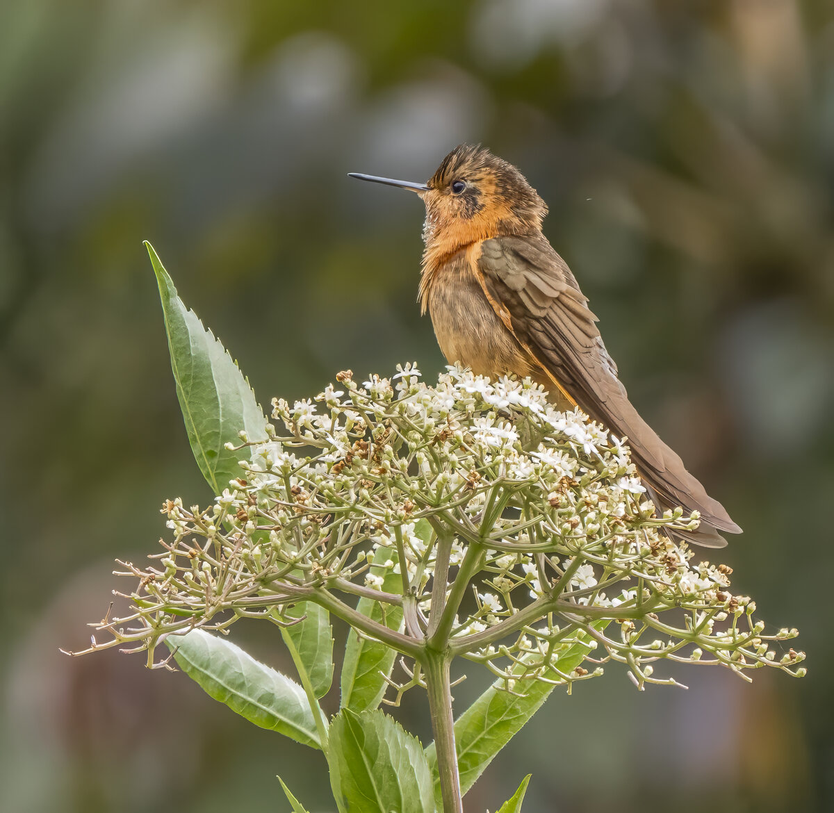 Hummingbirds of Ecuador | Focal World