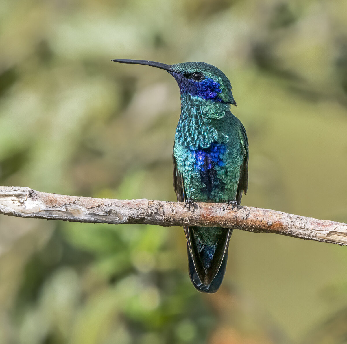 Hummingbirds of Ecuador | Focal World