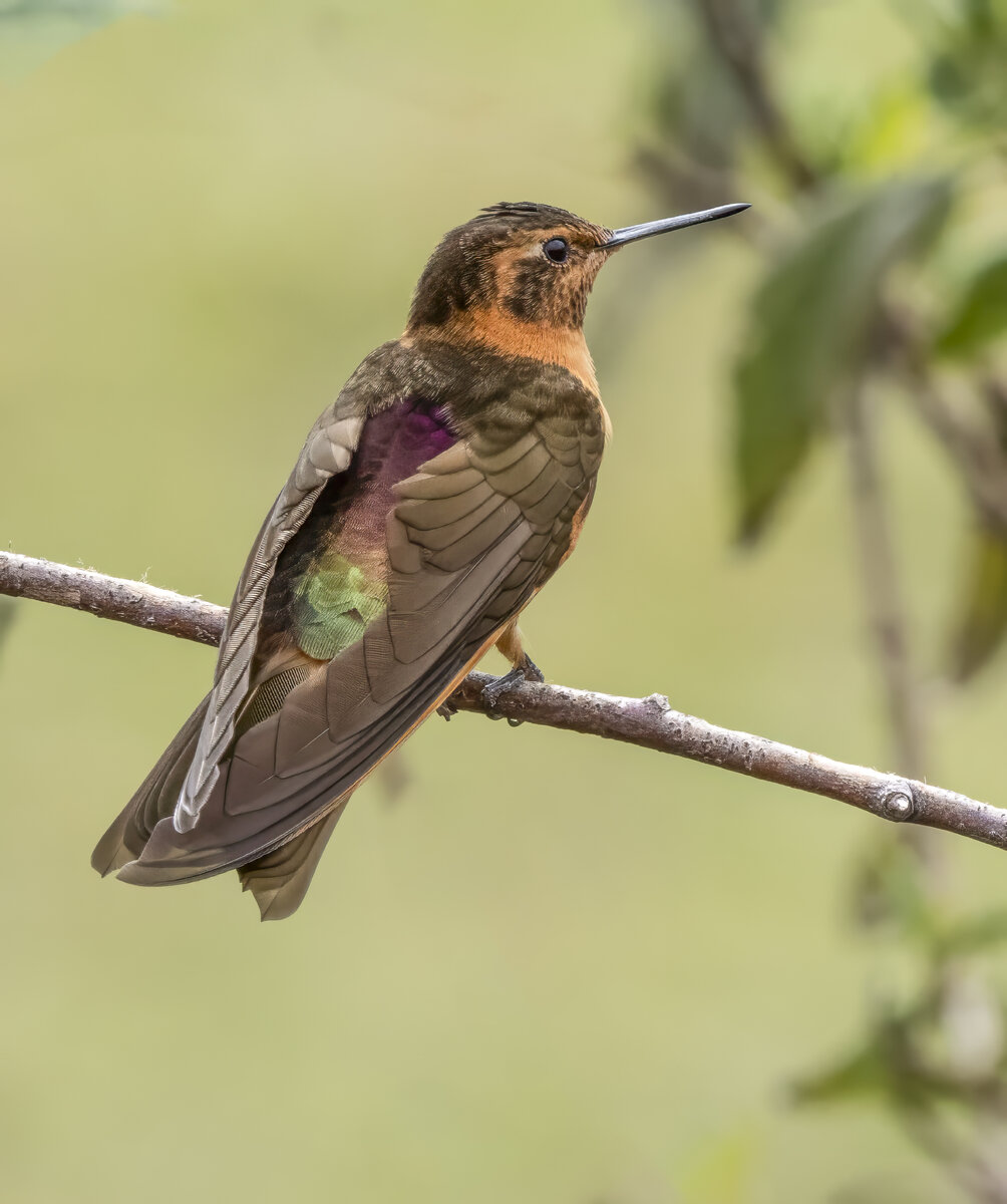 Hummingbirds of Ecuador | Focal World