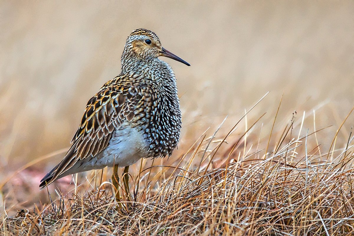 Winged Wednesday 10-02-2019 | Focal World
