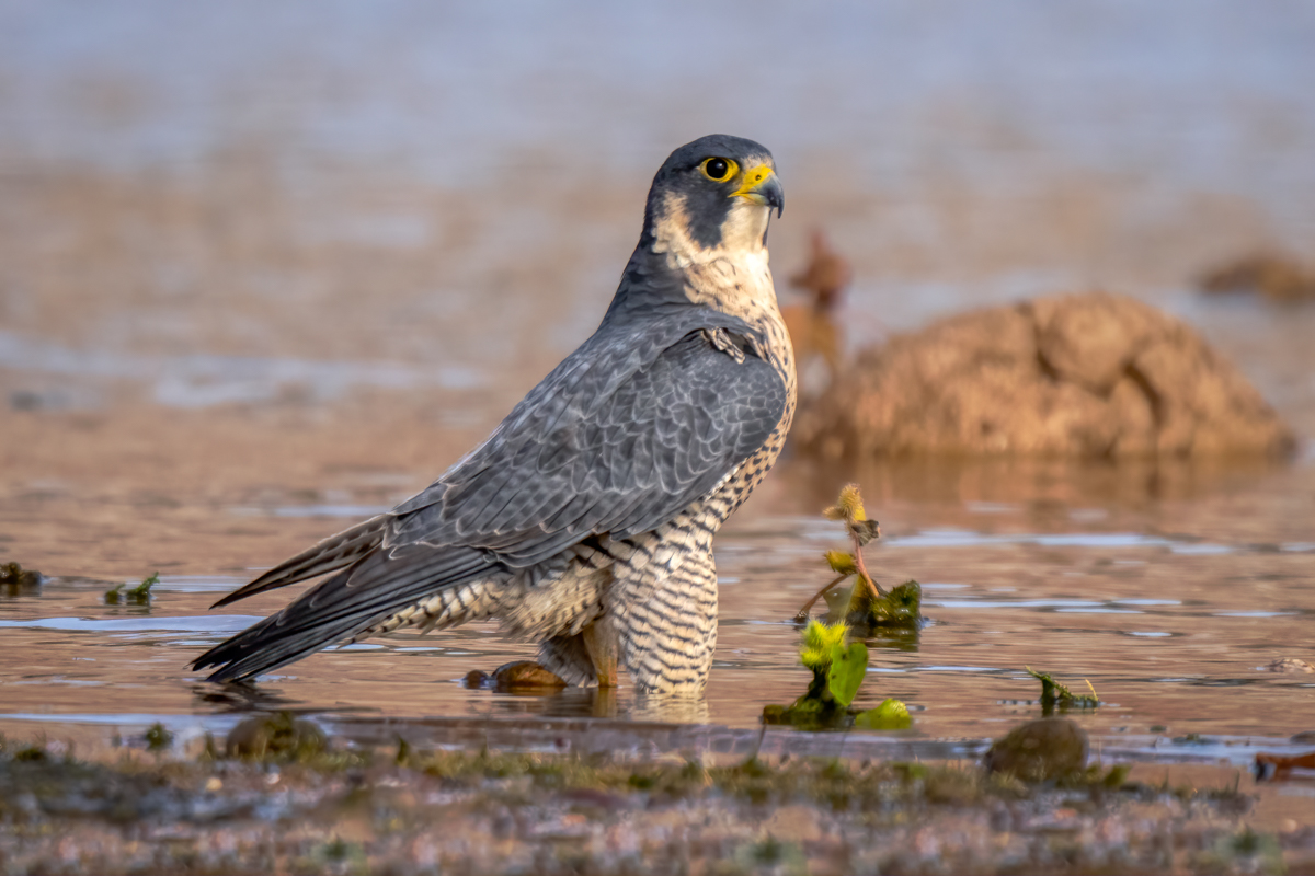 Winged Wednesday 12/14/2022 | Focal World