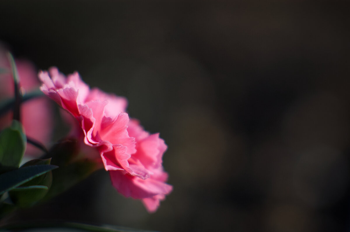 Pink Flower | Focal World