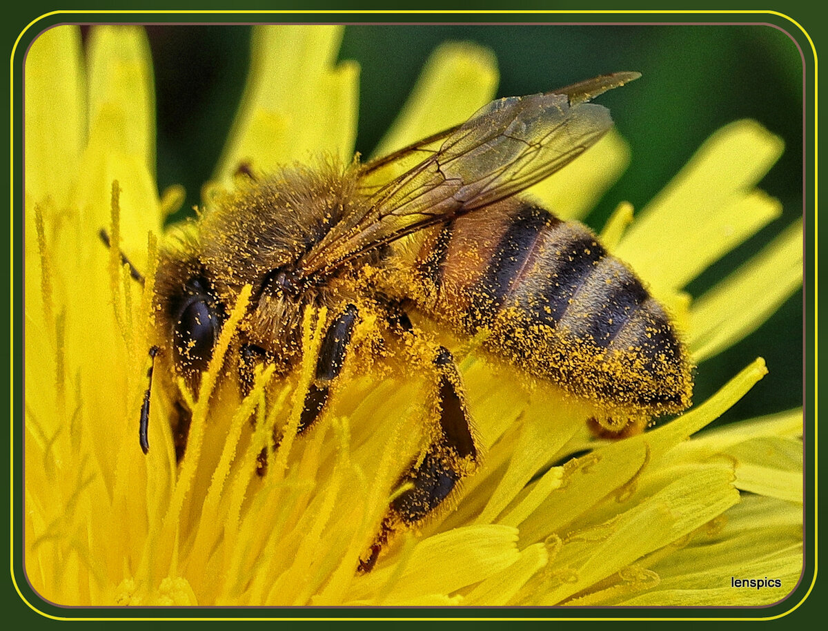 'Pollenator' | Focal World